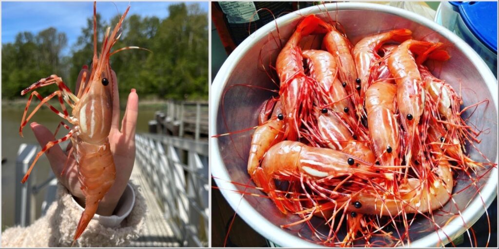 BC Live Spot Prawns 2023 Season Pre-ordering is Now Open Online ...